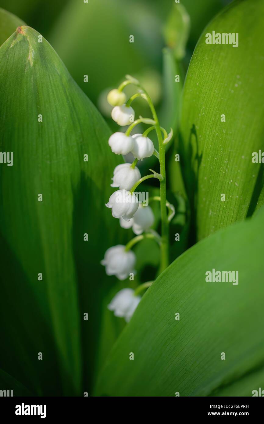 Spring flower lily of the valley close-up Stock Photo - Alamy