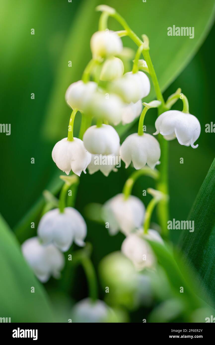 Spring flower lily of the valley close-up Stock Photo - Alamy