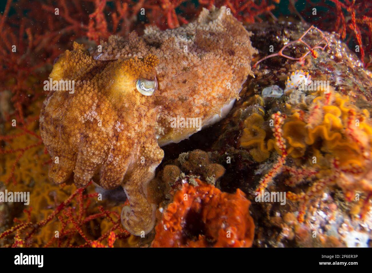 Soft cuttlefish hi-res stock photography and images - Alamy