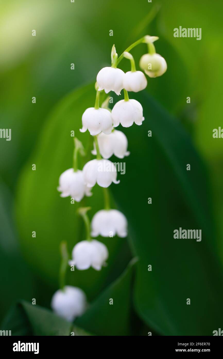 Spring flower lily of the valley close-up Stock Photo - Alamy
