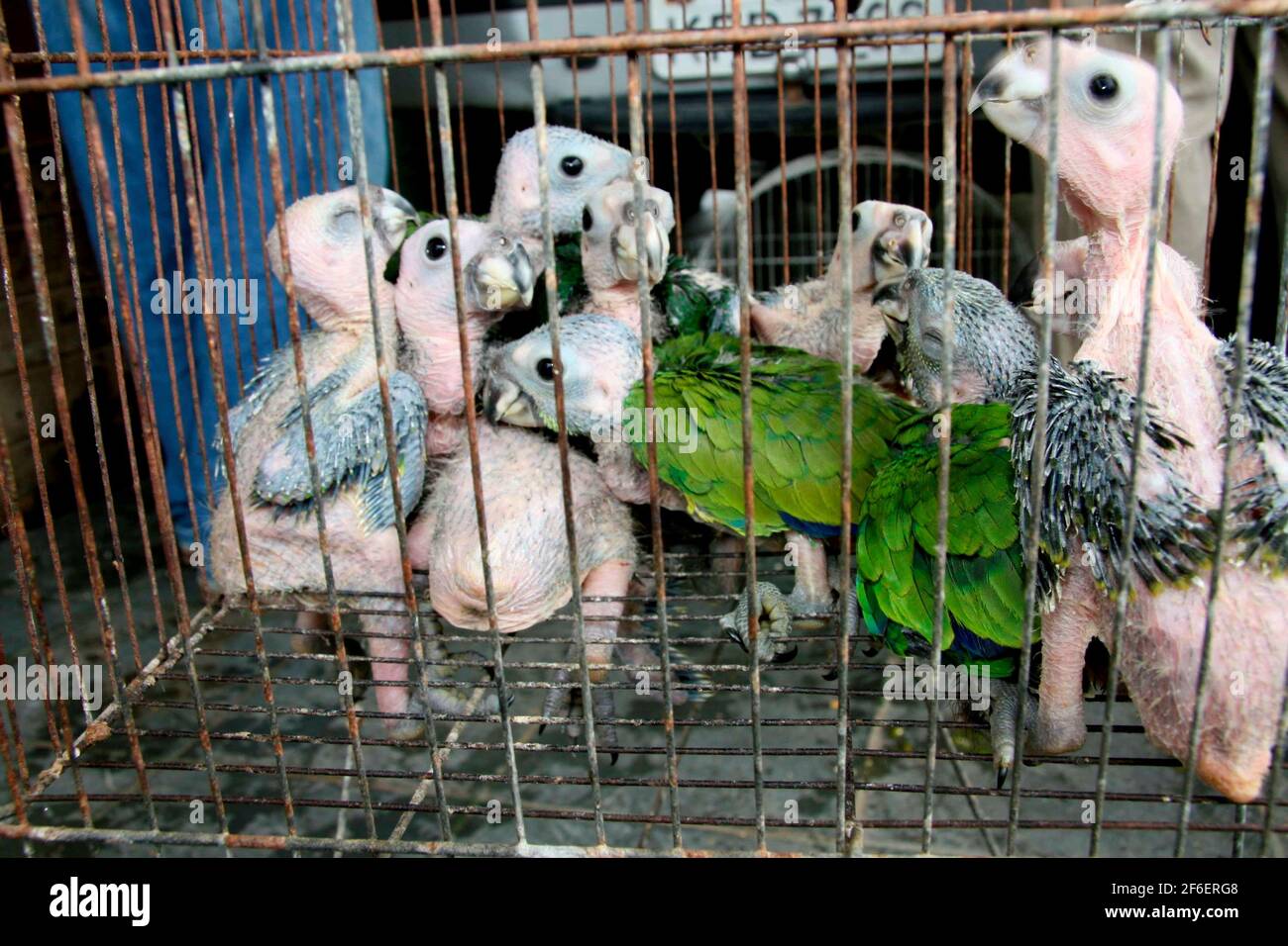 Police bird cage hi-res stock photography and images - Alamy