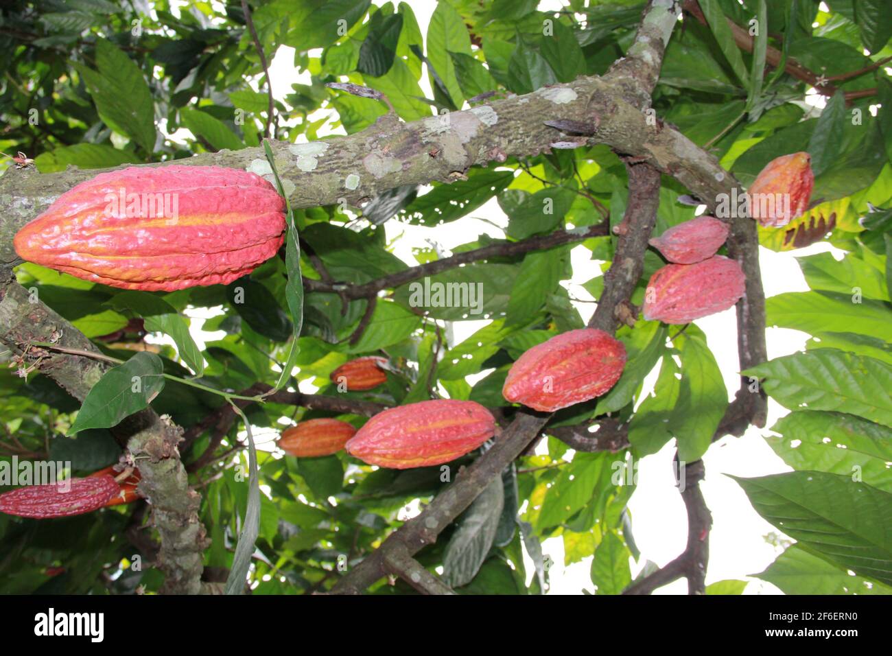 Cocoa farming brazil hi-res stock photography and images - Alamy