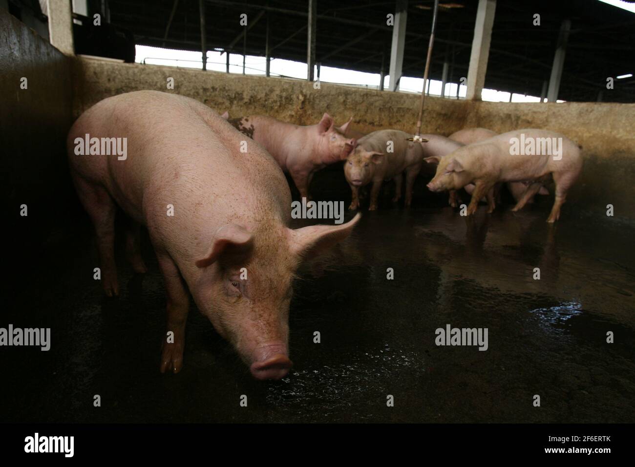 itabuna, bahia / brazil - june 15, 2012: Pig breeding farm in the city ...