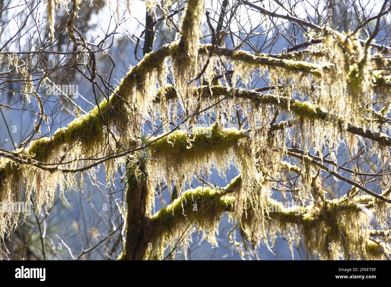 Moss covered tree branches with sun shining through them in Olympic ...