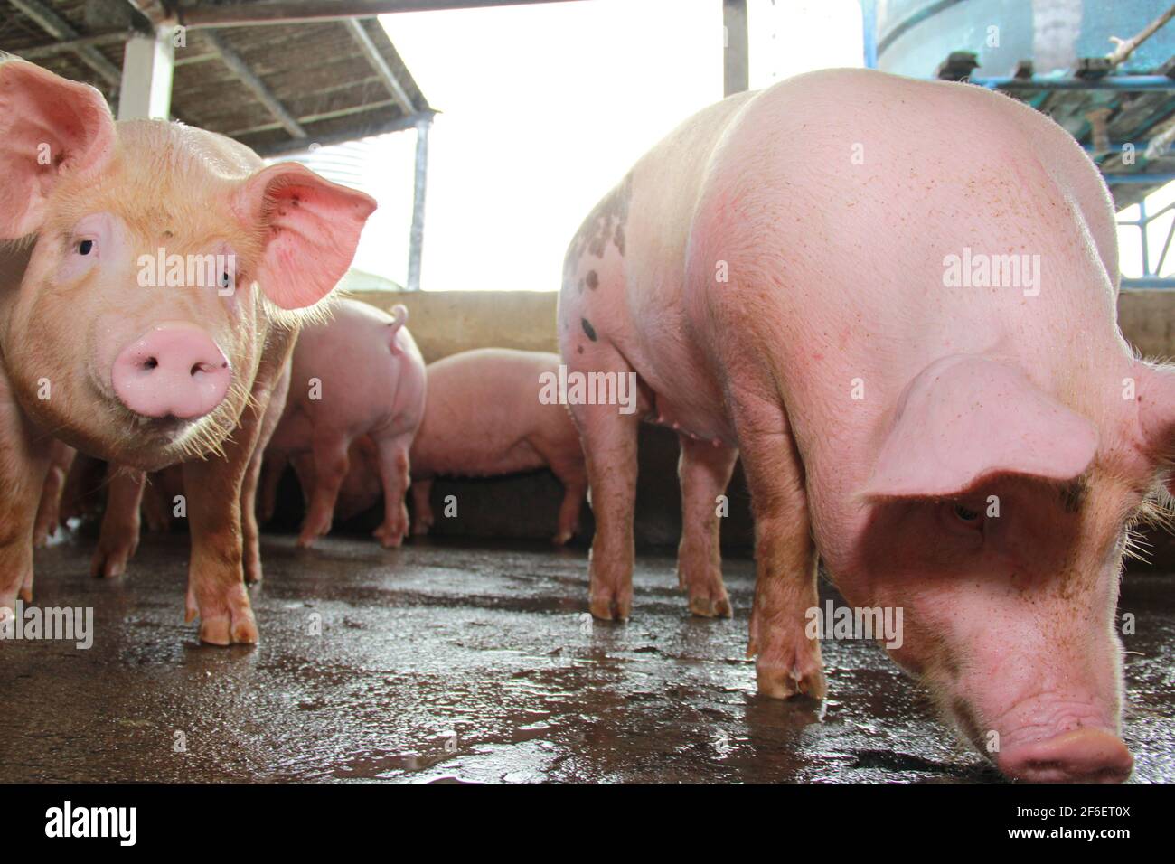 itabuna, bahia / brazil - june 15, 2012: Pig breeding farm in the city ...
