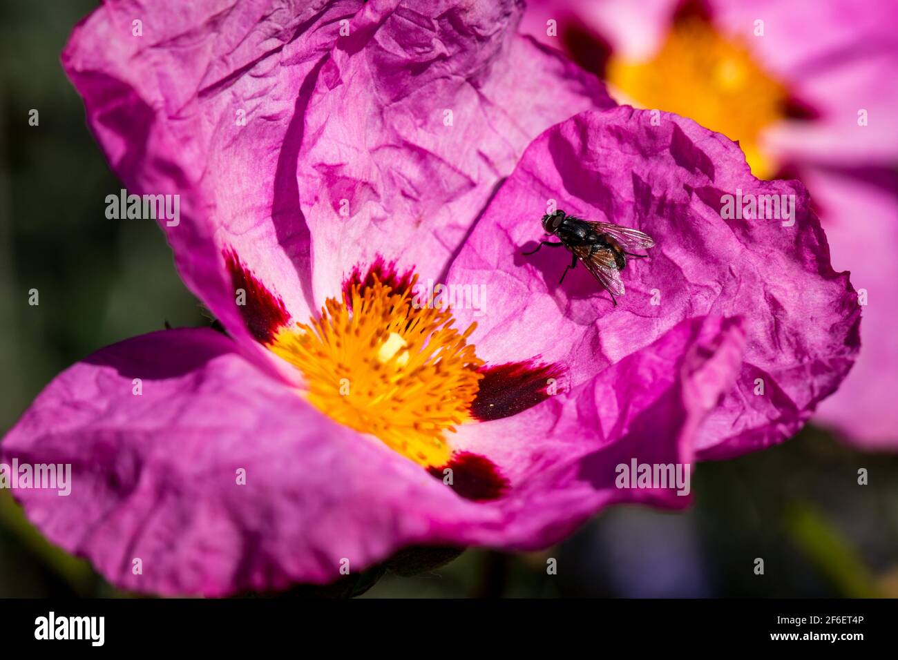 The seaside home of inventor Otto Overbeck, the gardens and house are ...