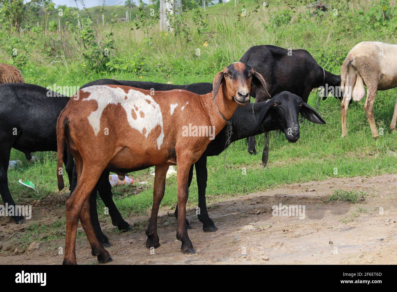 itabuna, bahia / brazil - june 15, 2012: sheep breeding on a farm in ...