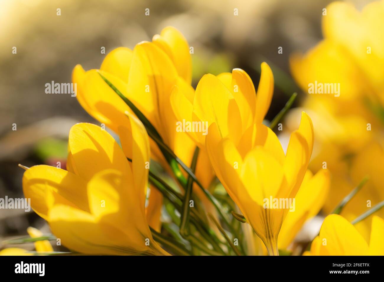 Fresh flowers of yellow crocus in spring in the garden Stock Photo - Alamy