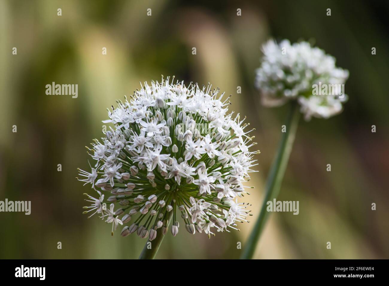 Onion flower seeds hi-res stock photography and images - Alamy