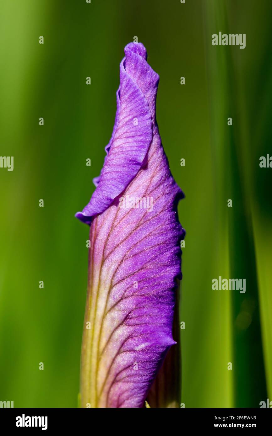 The seaside home of inventor Otto Overbeck, the gardens and house are ...