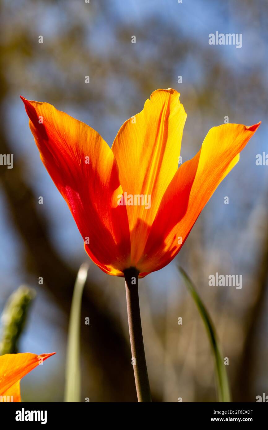 Overbecks garden hi-res stock photography and images - Alamy