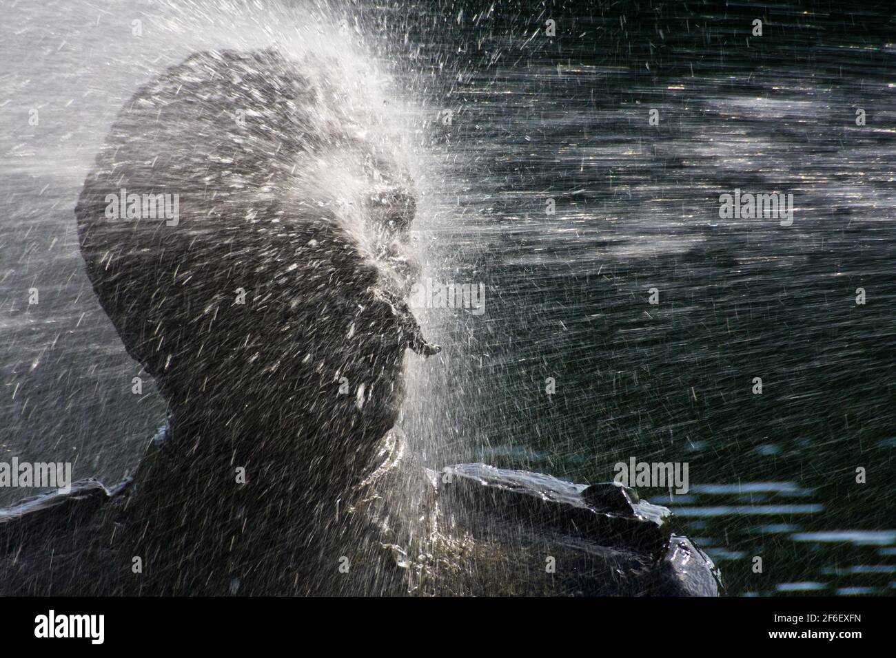 Bronze sculpture of a man getting blasted with a spray of water Stock ...