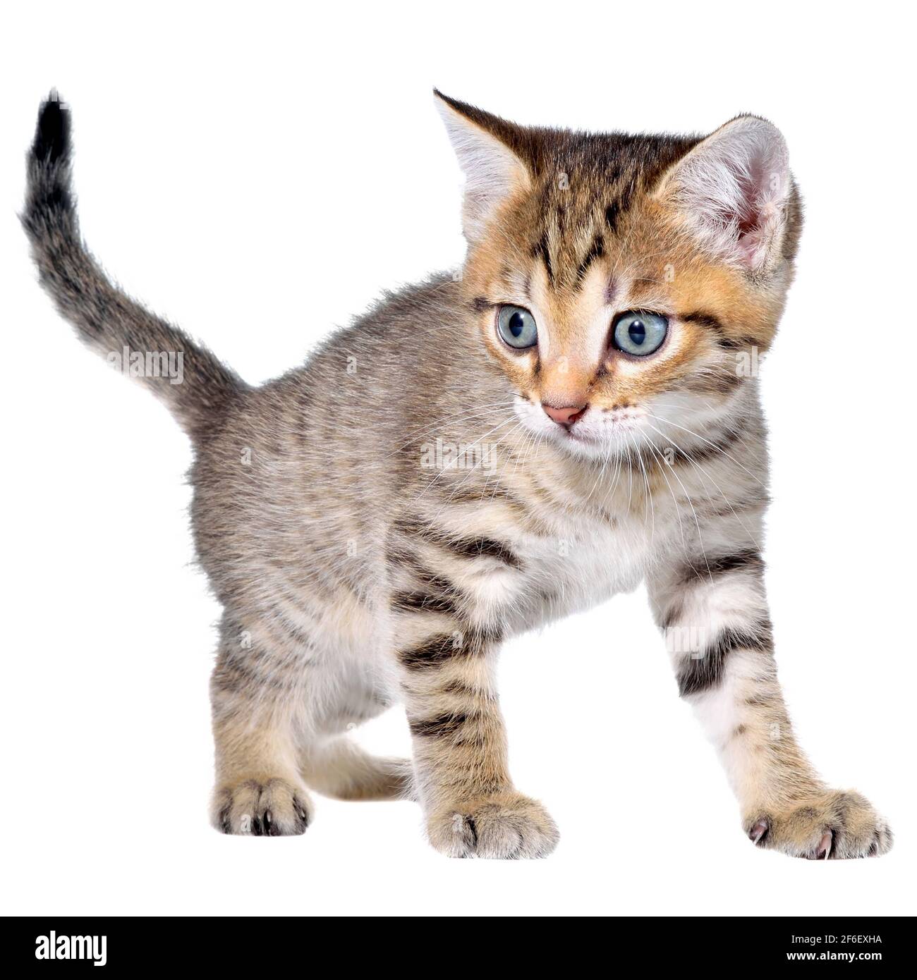 Shorthair brindled kitten crawling sneaking isolated on a white ...