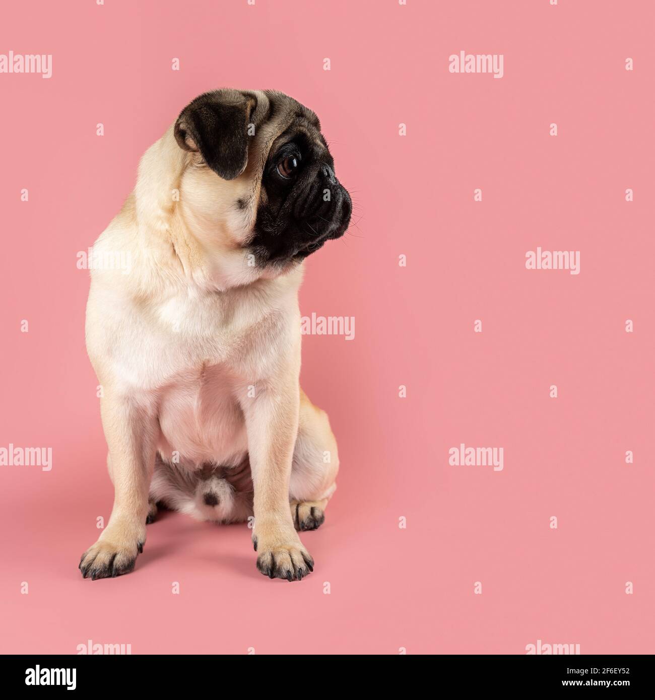 Cute Pug dog sitting on pink background Stock Photo - Alamy