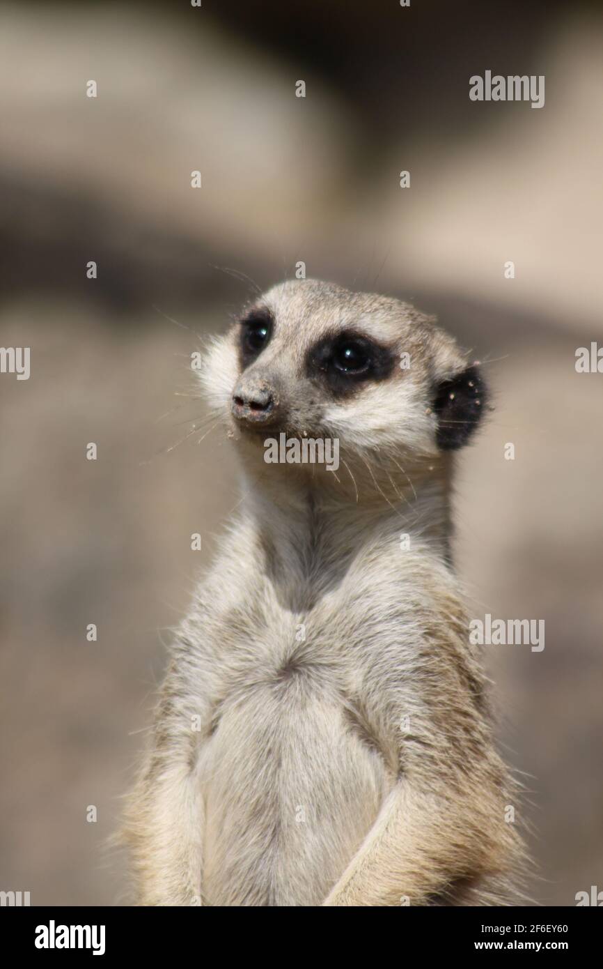 Meerkat Manor Whiskers