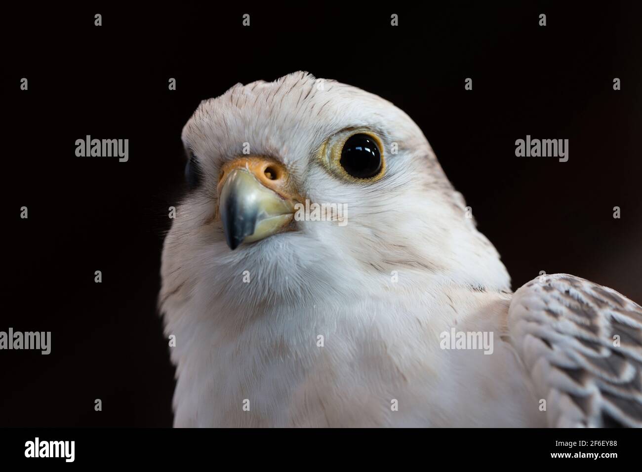 Head of grey hawk bird Stock Photo - Alamy