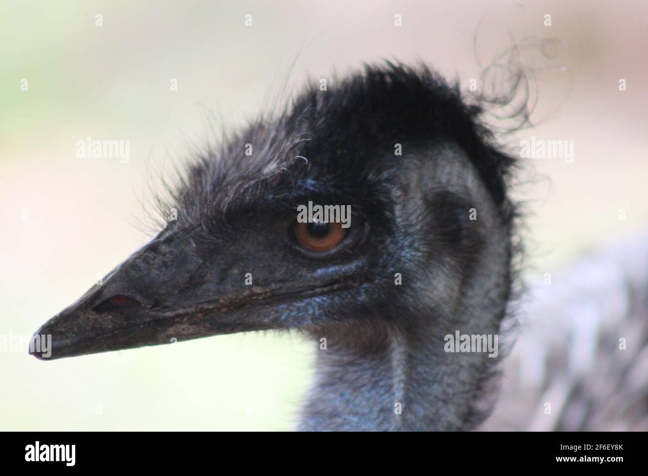 Close up ostrich face, head Stock Photo - Alamy
