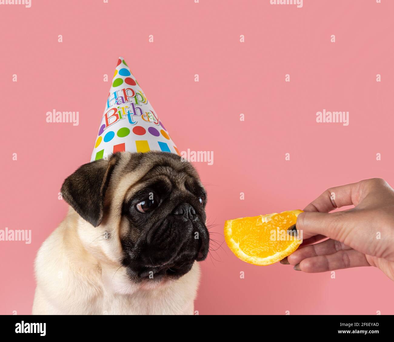 Birthday pug hi-res stock photography and images - Alamy