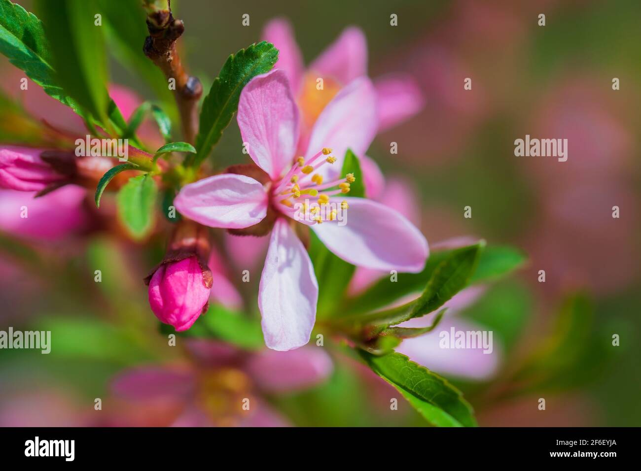 Spring flowering pink almond closeup Stock Photo - Alamy