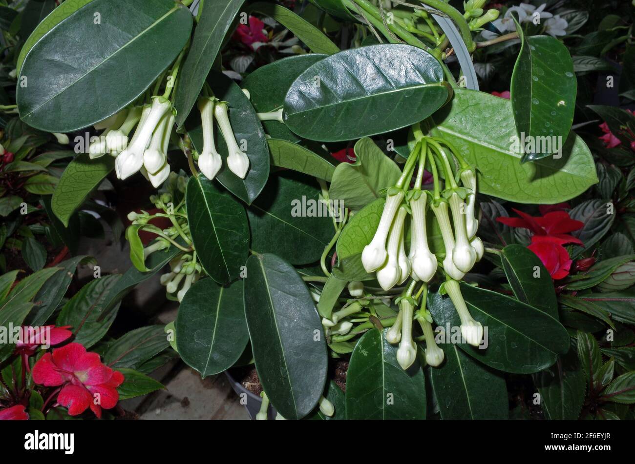 Stephanotis flower hi-res stock photography and images - Alamy