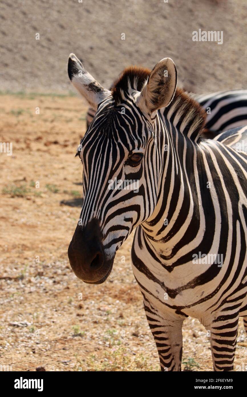 Zebra in the sand and boulders Stock Photo - Alamy