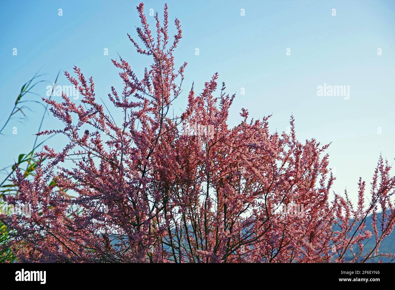 Tamarix in spring hi-res stock photography and images - Alamy