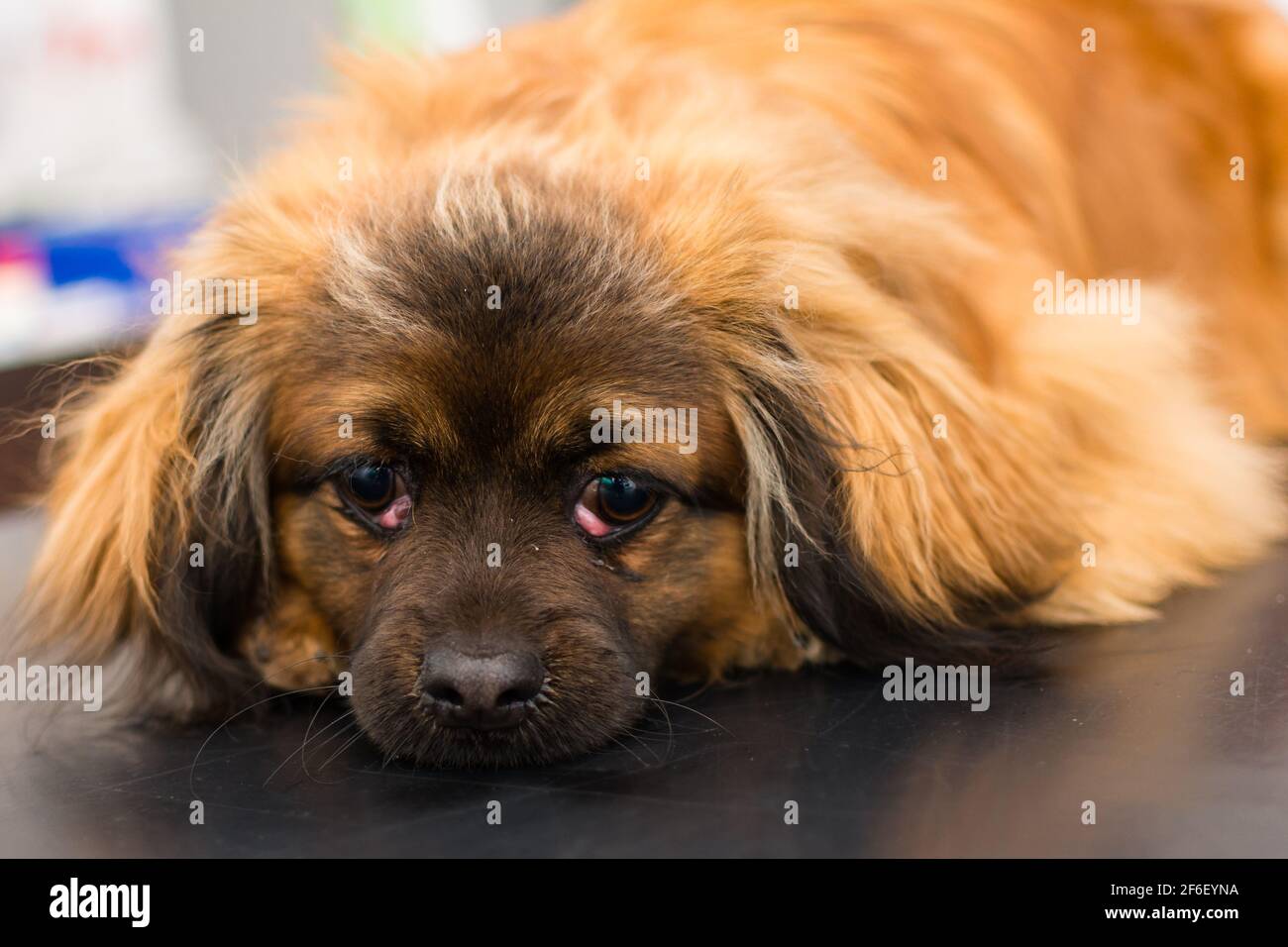 What Does A Prolapse Look Like In A Dog
