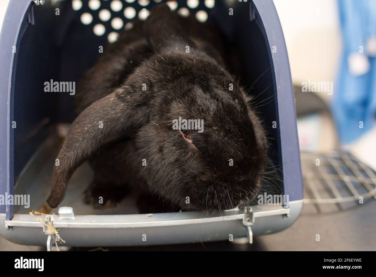 black rabbit in the cage at the veterinary clinic Stock Photo - Alamy