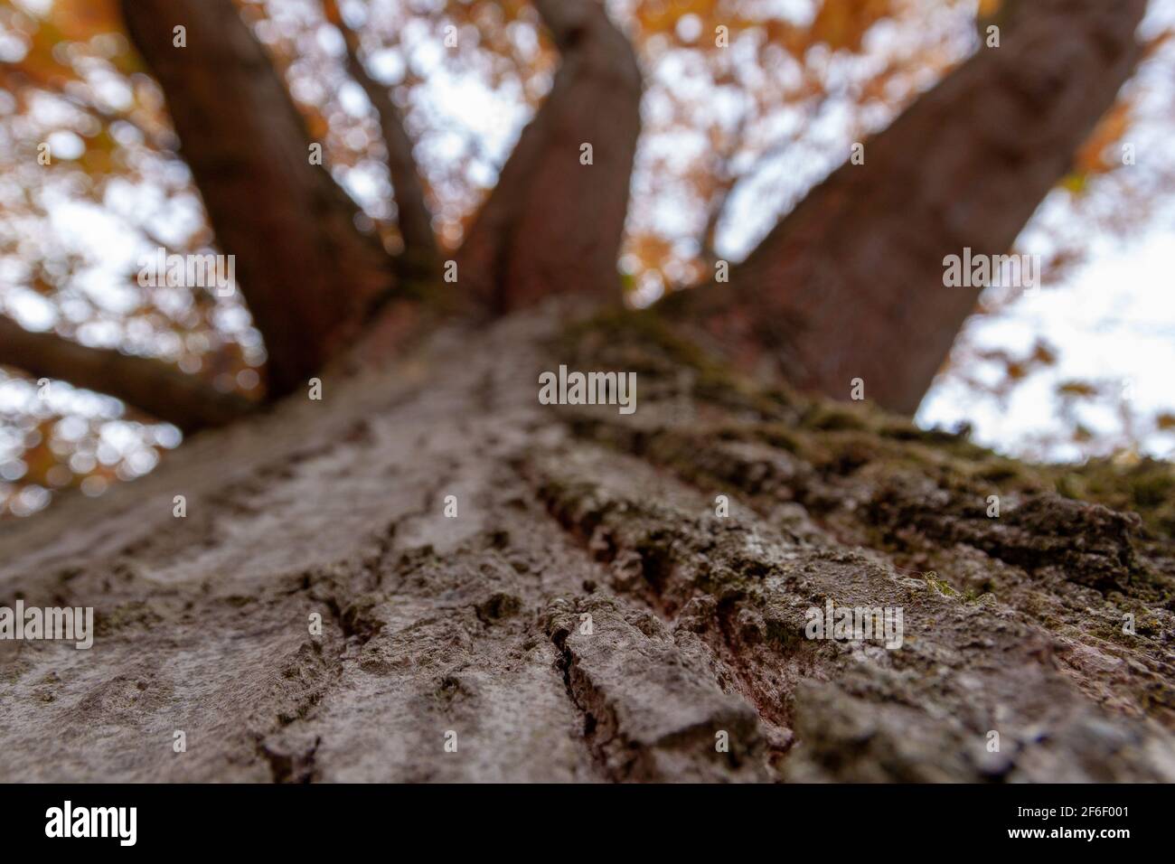 Tree trunk sharp to out of focus with leaves Stock Photo - Alamy