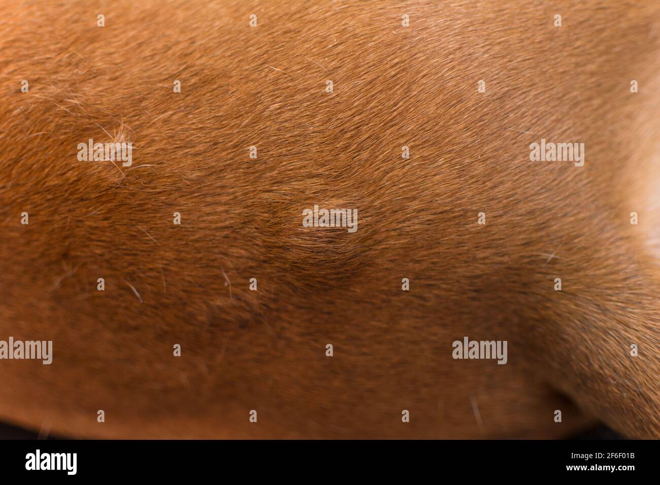 Sebaceous cyst hi-res stock photography and images - Alamy