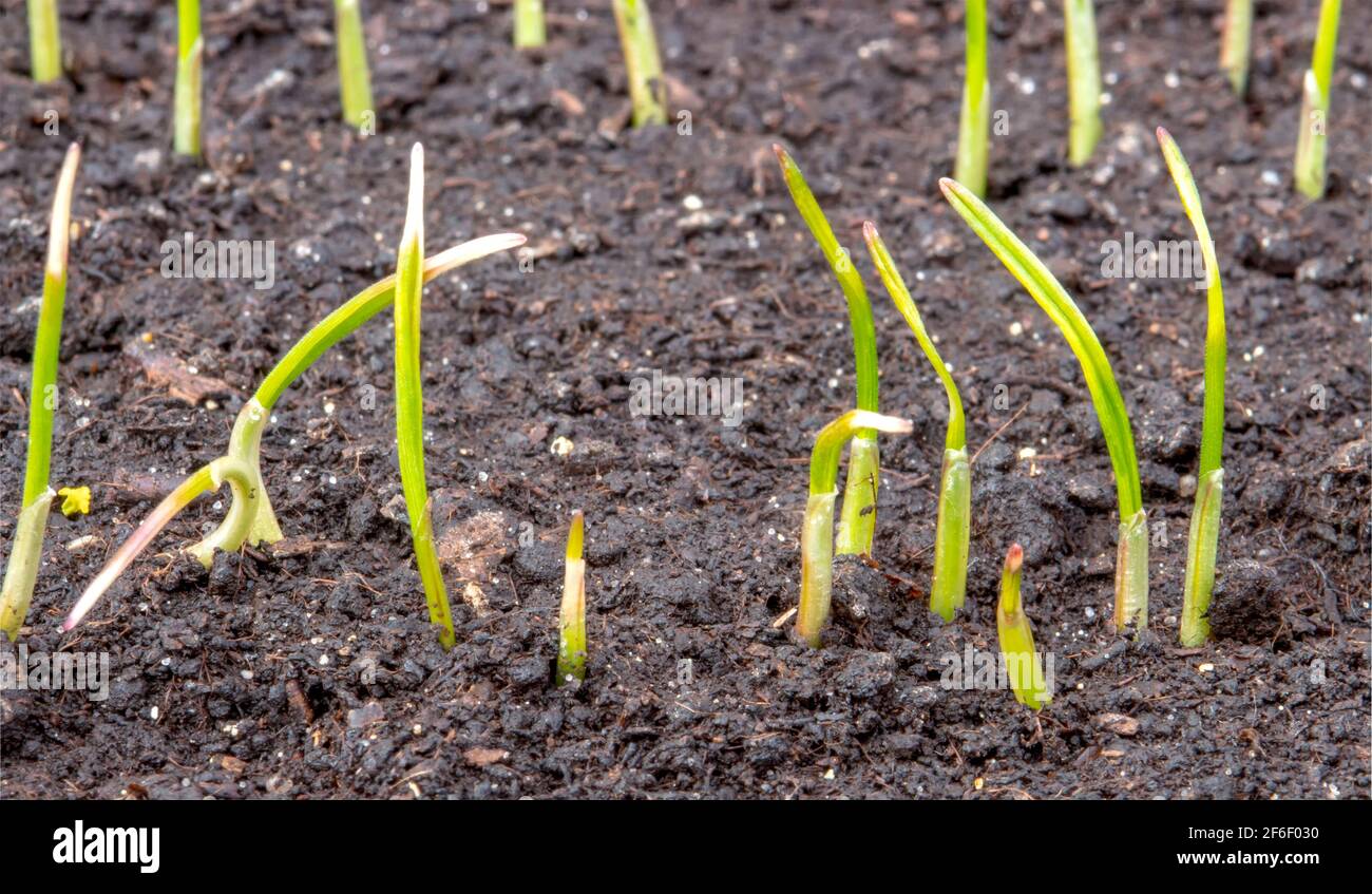 Chernozem soil hi-res stock photography and images - Alamy