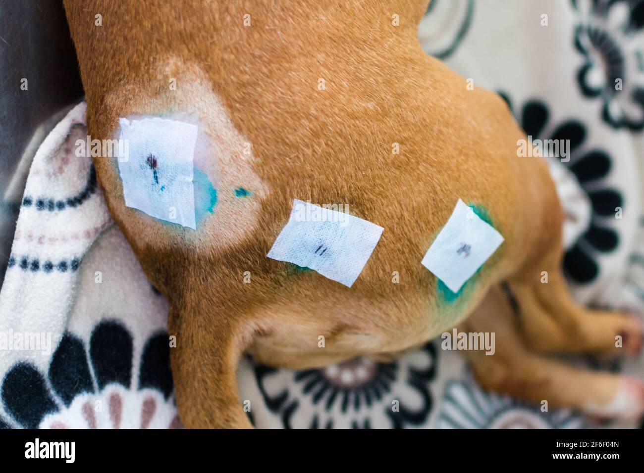 close-up photo of a dog with lumps on his skin after the surgery Stock ...