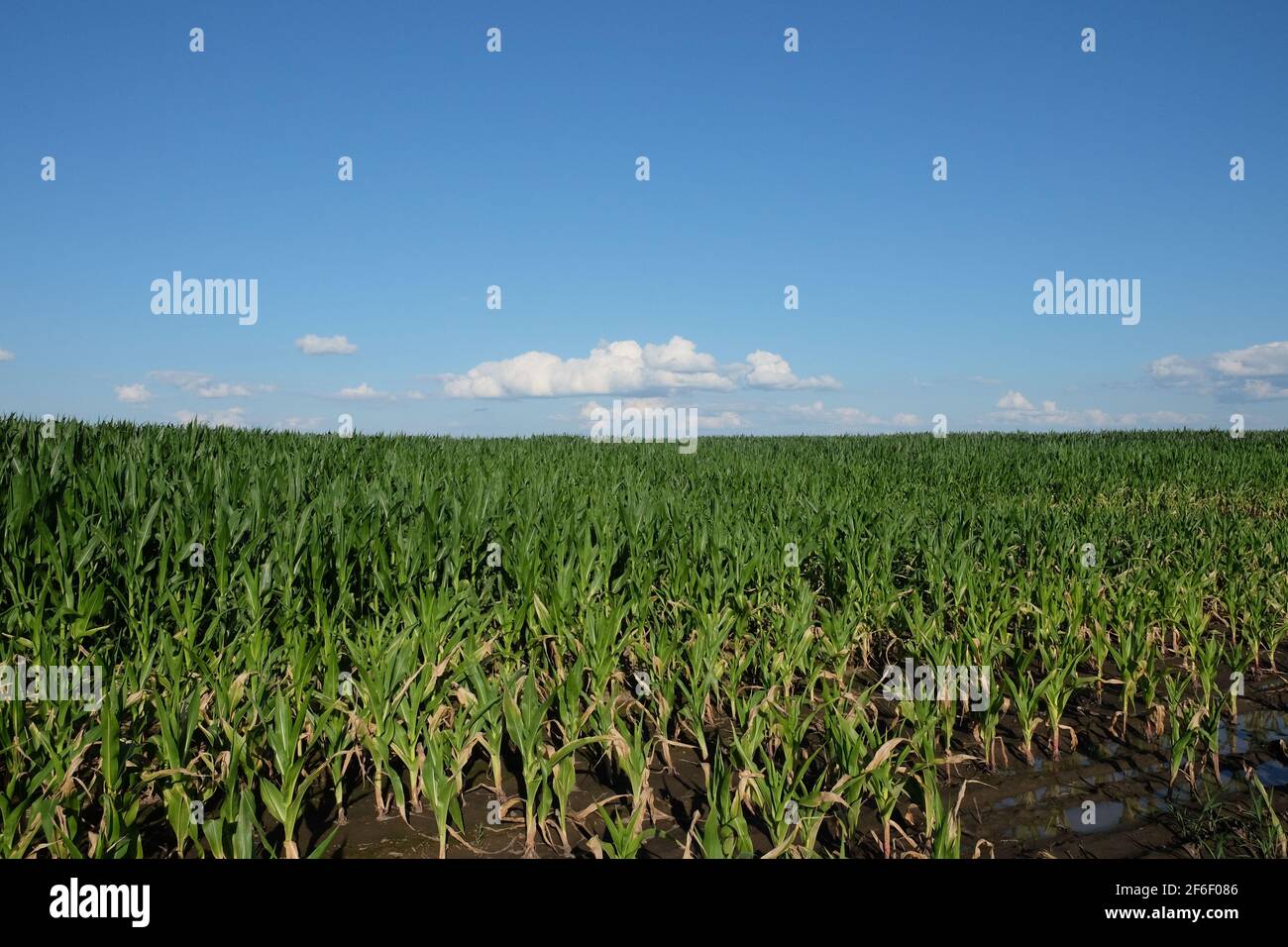 Corn field under blue sky hi-res stock photography and images - Alamy