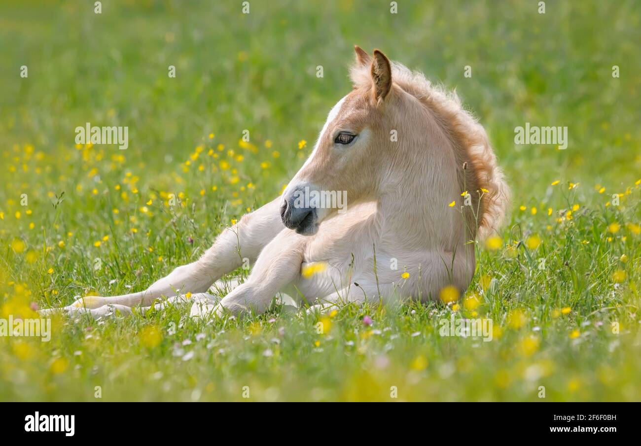 Crowflower hi-res stock photography and images - Alamy