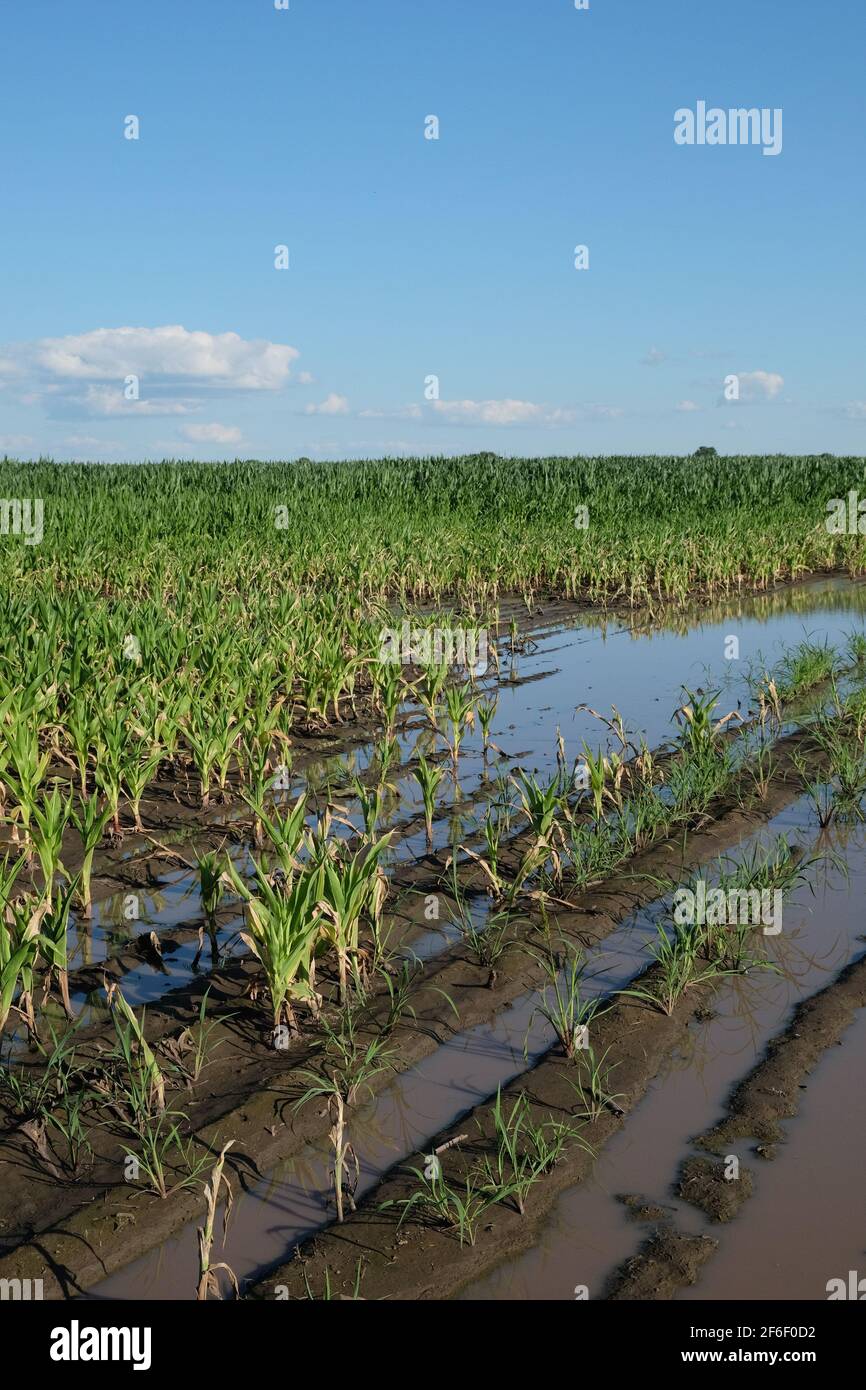 Water-flooded corn crops. Flooding in agricultural areas. Scenery Stock ...