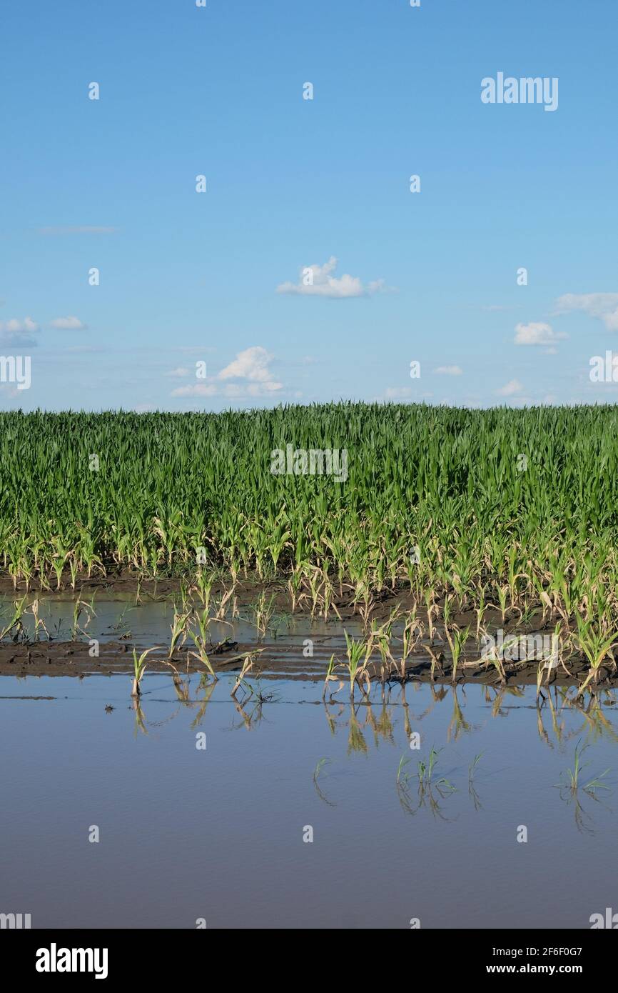 Water-flooded corn crops. Flooding in agricultural areas. Scenery Stock ...