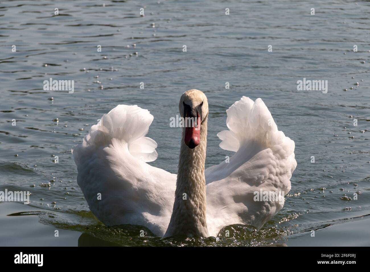 Swan swimming from the front Stock Photo - Alamy