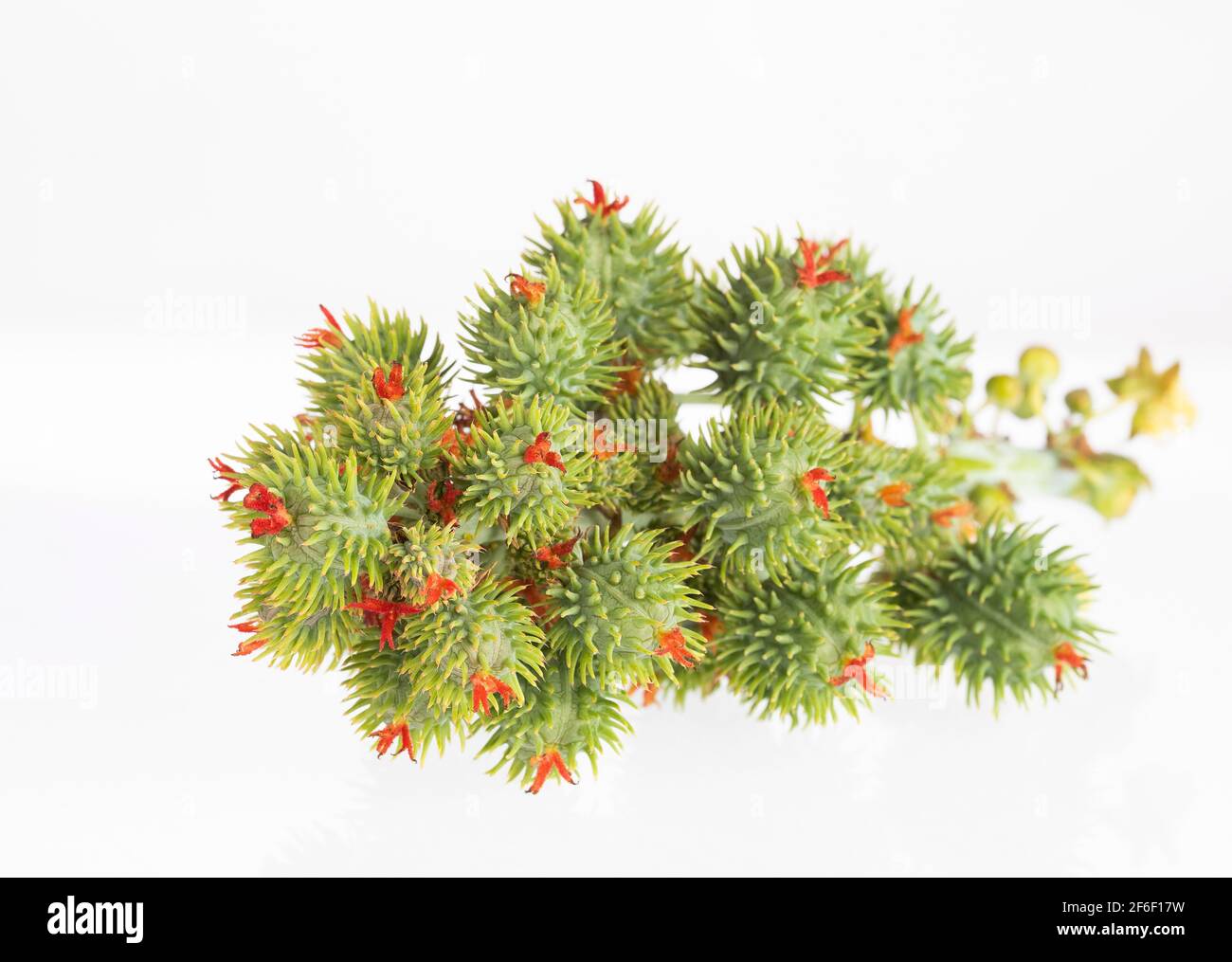 Castor Seeds, castor beans - Ricinus communis Stock Photo - Alamy
