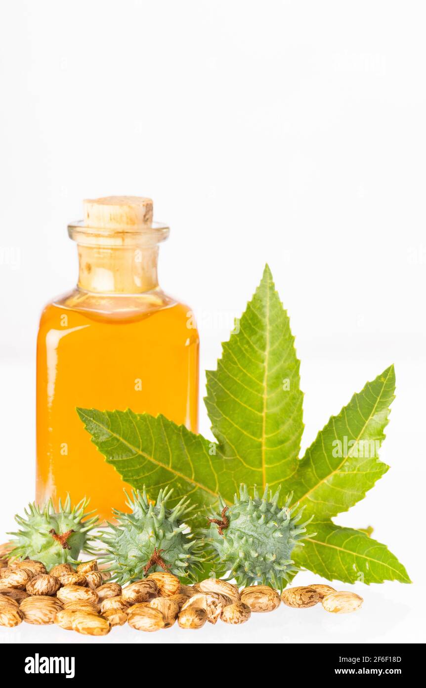 Seeds and castor oil - Ricinus communis Stock Photo - Alamy