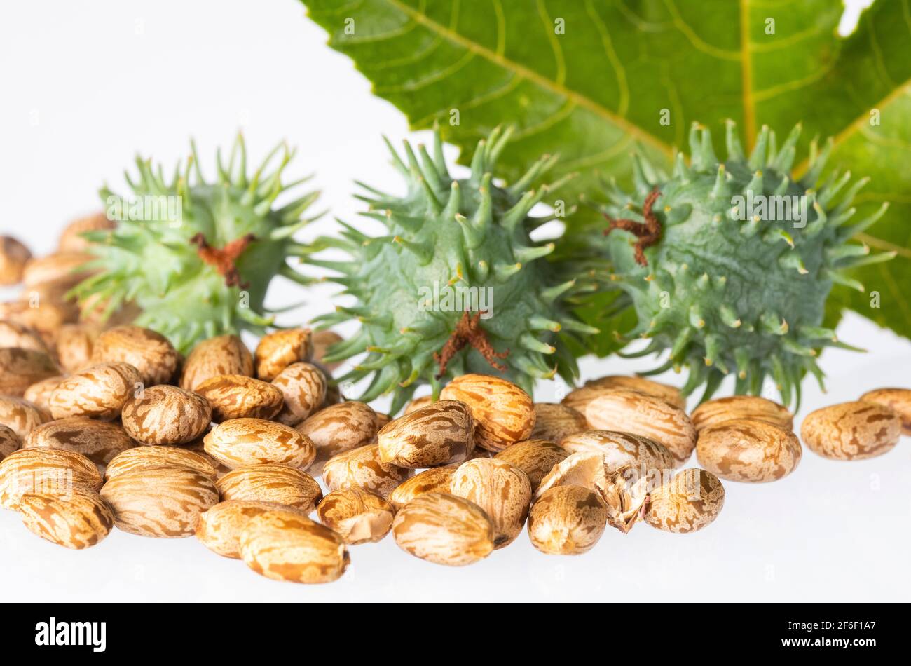 Leaves and seeds of Ricinus communis on White Background Stock Photo ...