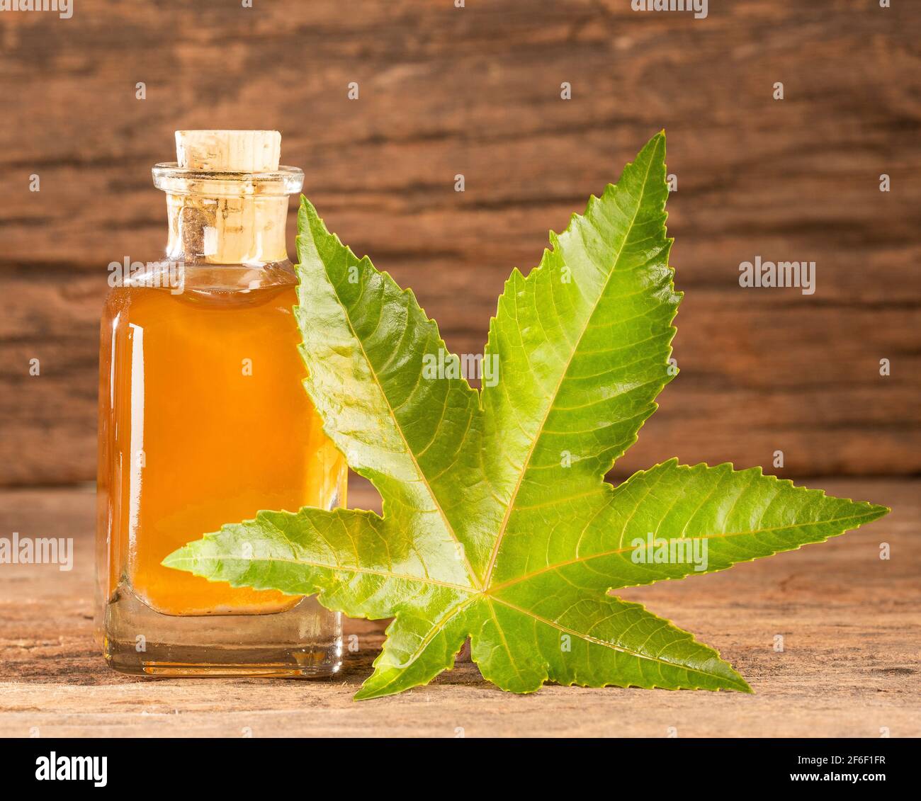 Seeds and castor oil - Ricinus communis Stock Photo - Alamy