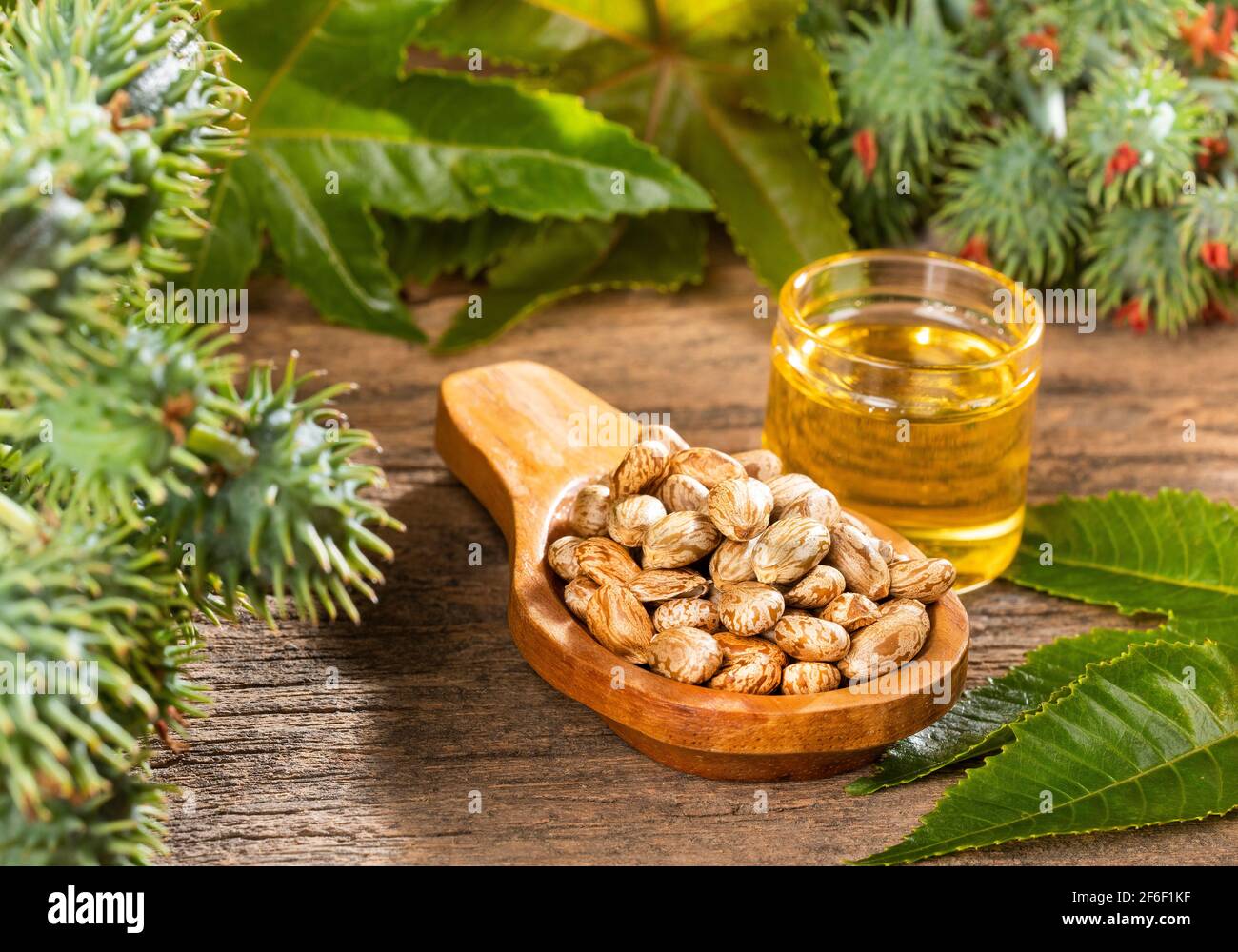 Castor oil beans hi-res stock photography and images - Alamy