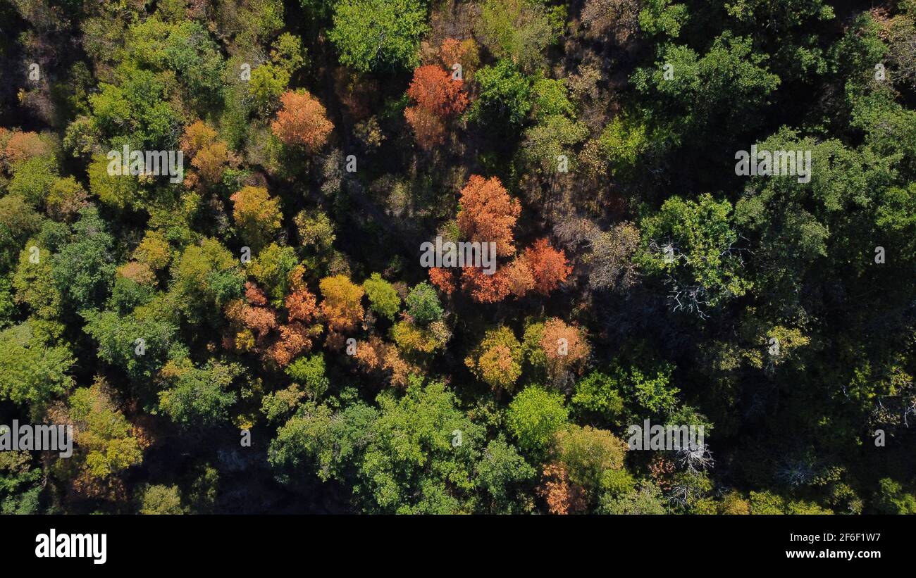Drone photography of a forest hi-res stock photography and images - Alamy