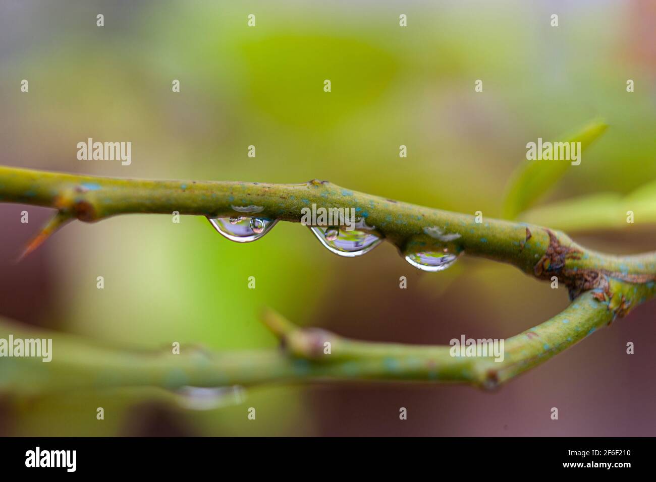 three raindrops hang from a green branch. Blurred background. Abruzzo ...