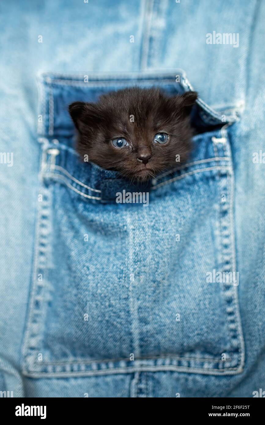 Kitty in my pocket hi-res stock photography and images - Alamy