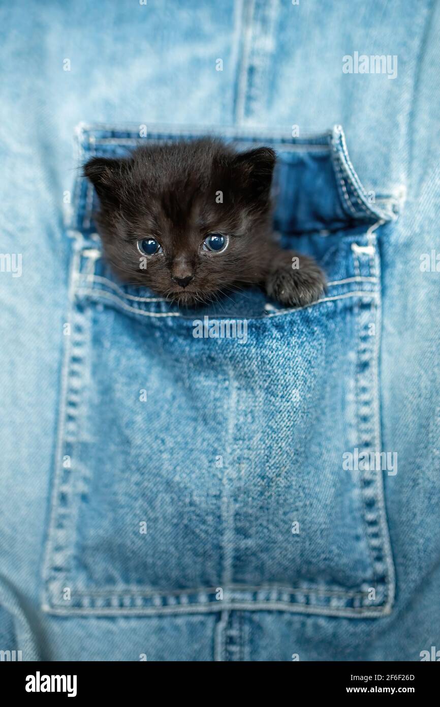 Kitty in my pocket hi-res stock photography and images - Alamy