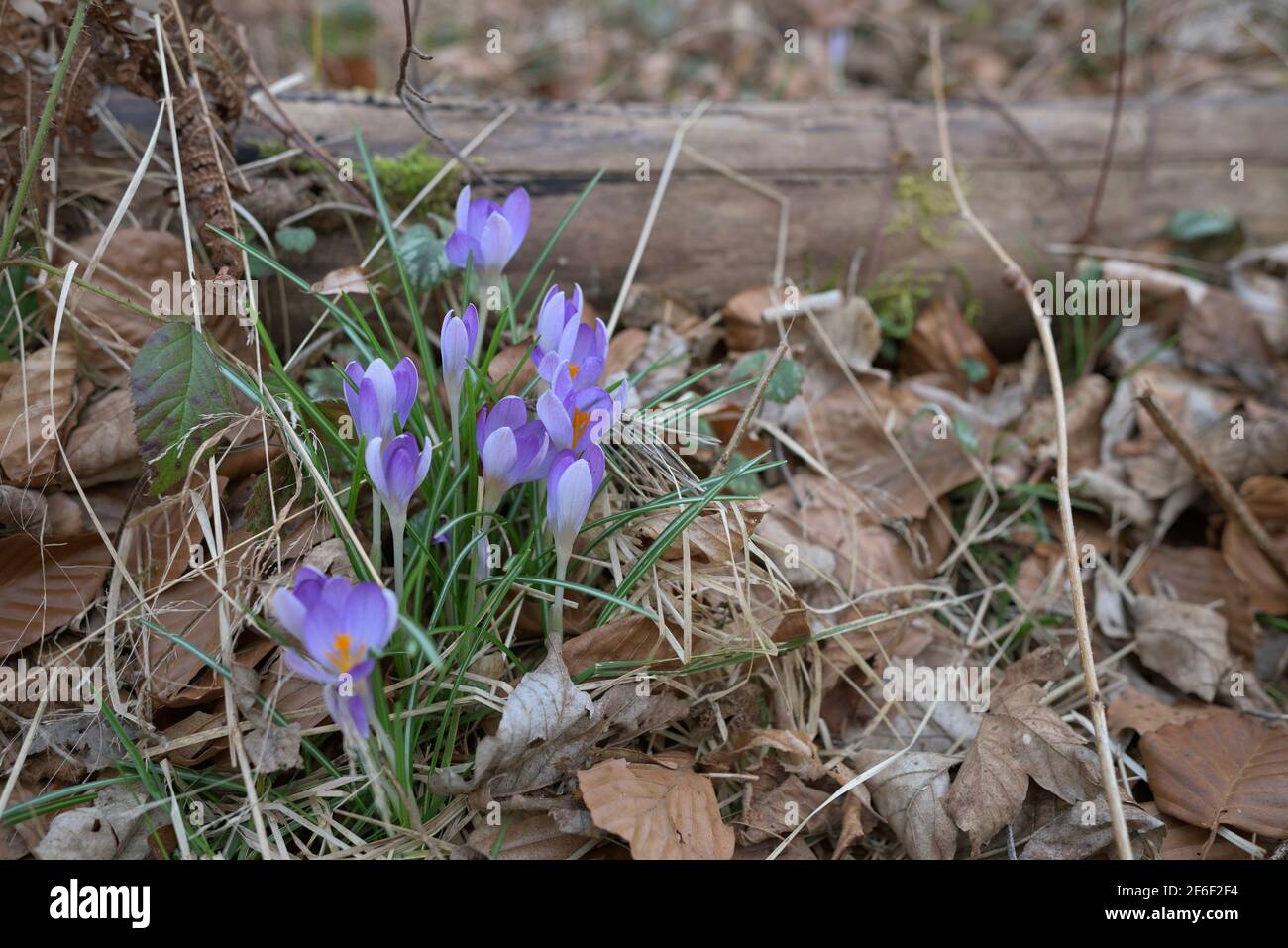 Crocuses and leaves hi-res stock photography and images - Alamy