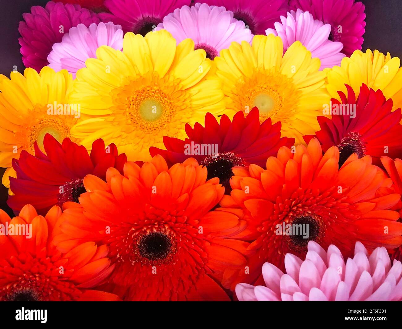 Gerberas of various varieties and colors, close up view Stock Photo - Alamy
