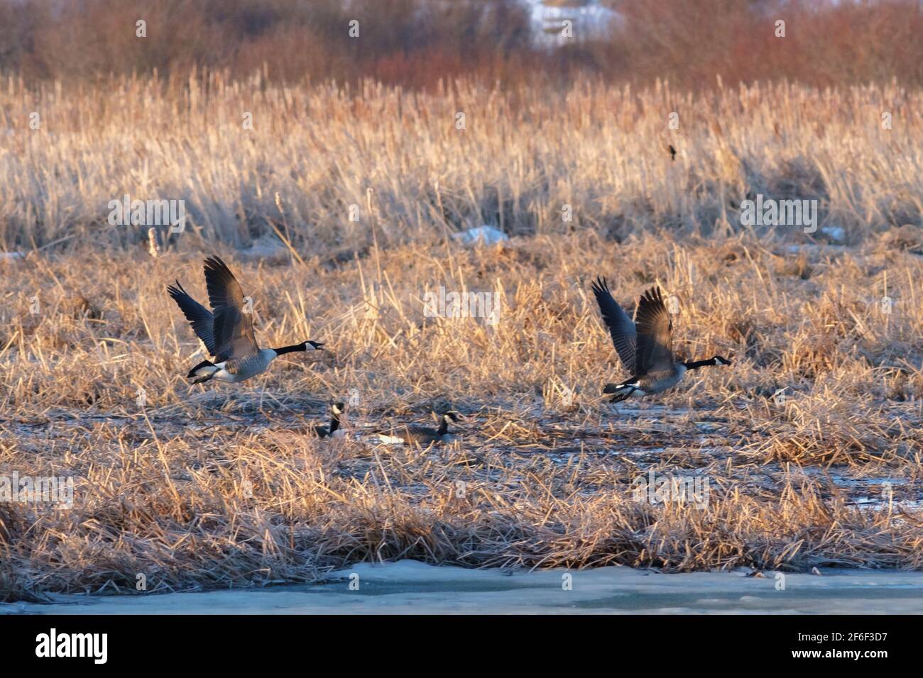Two Canada geese are flying low through a marsh, with two others ...