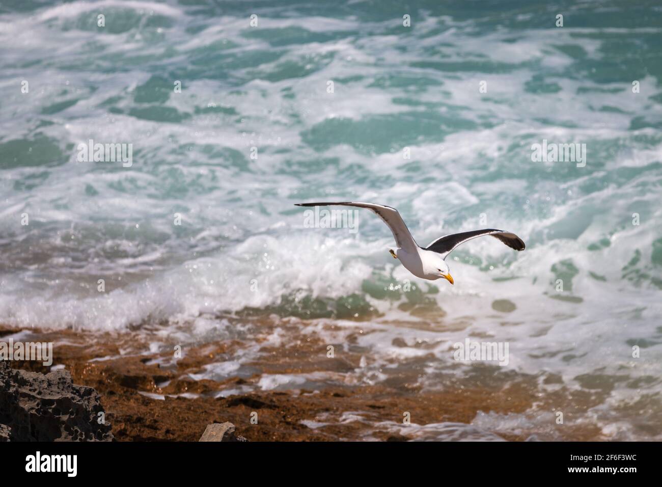 Seagull flying front view hi-res stock photography and images - Alamy